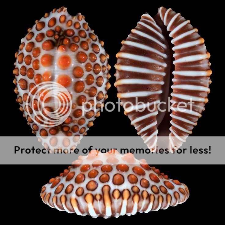 shells-jenneria-pustulata.jpg Photo by lindabocar | Photobucket